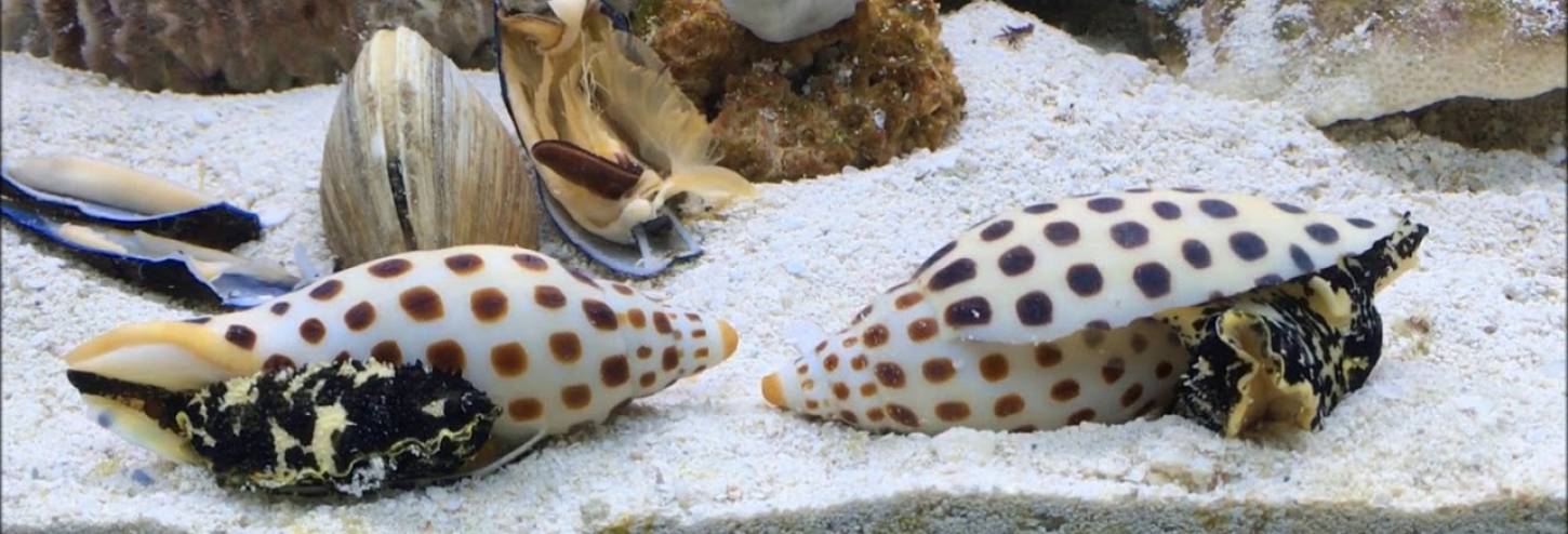 Beyond Shells: The Mysterious World of Mollusks | Sanibel Holiday